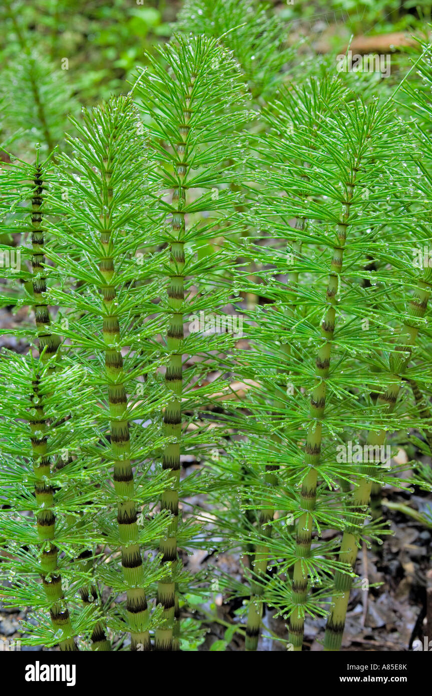 Horsetails hi-res stock photography and images - Alamy