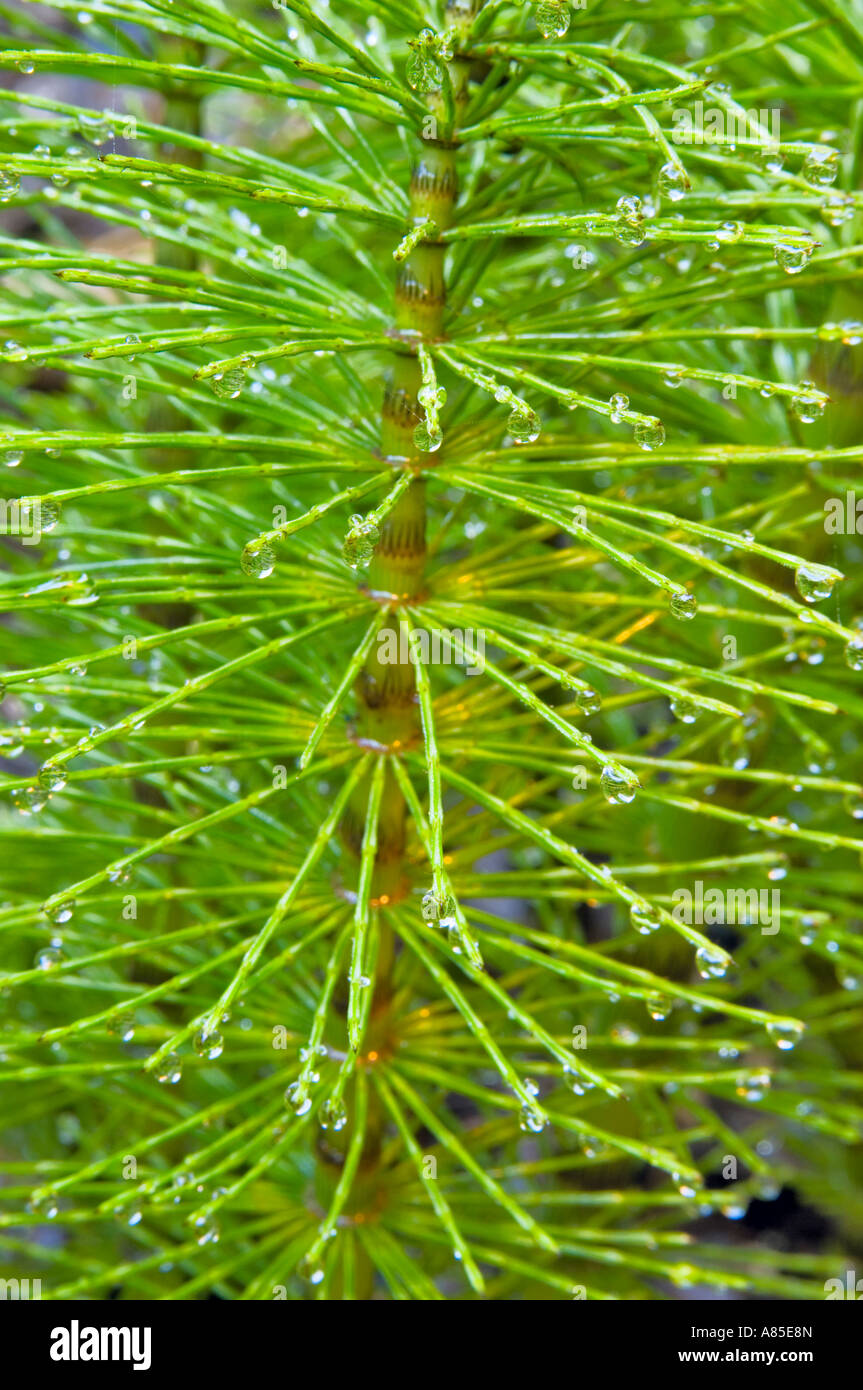 Horsetails hi-res stock photography and images - Alamy