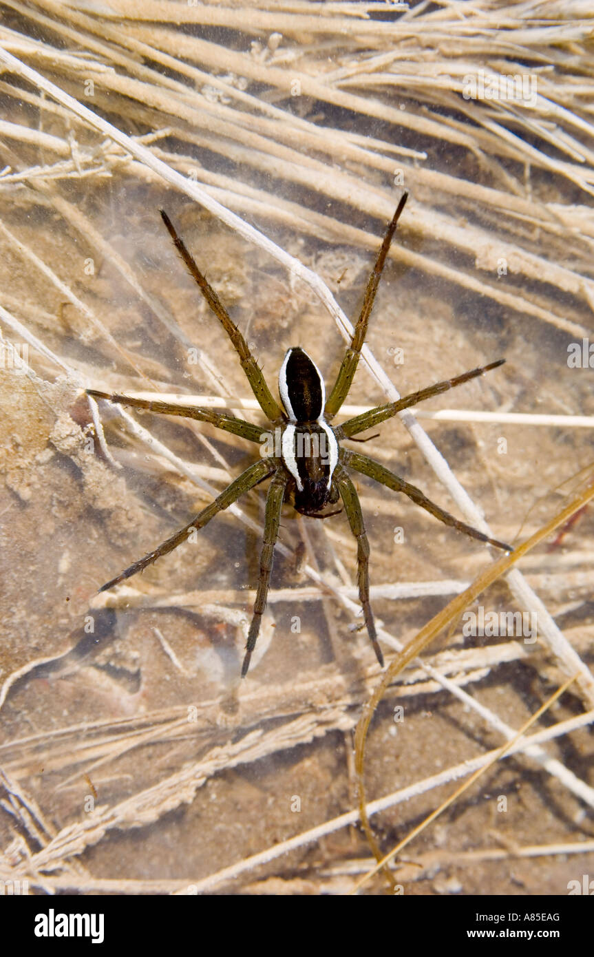 Wetland wolf spider hi-res stock photography and images - Alamy