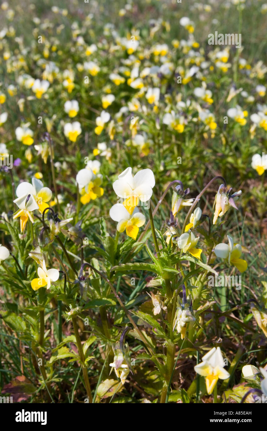 Amacro hi-res stock photography and images - Alamy