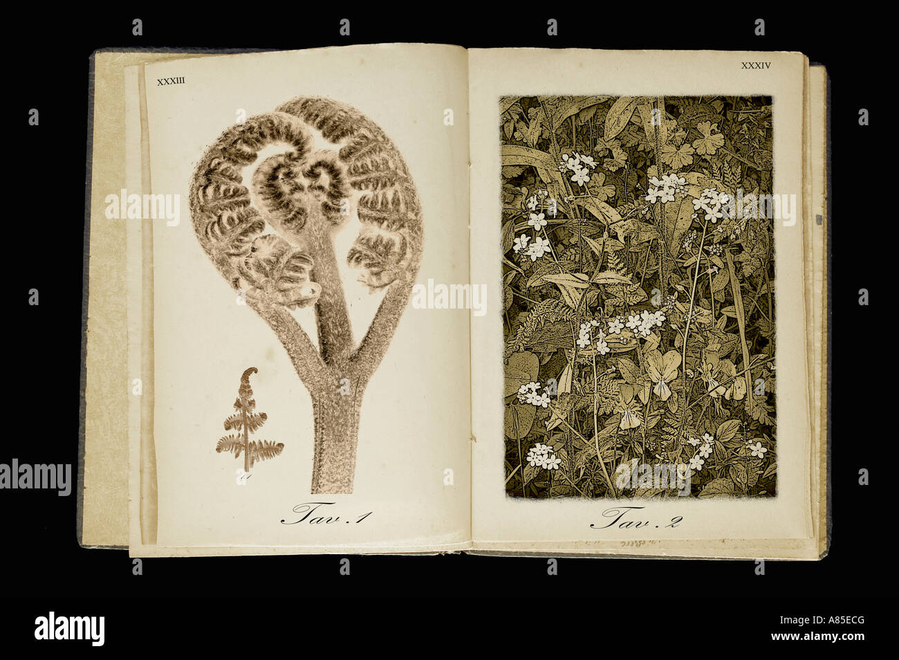 Botany illustrations hi-res stock photography and images - Alamy