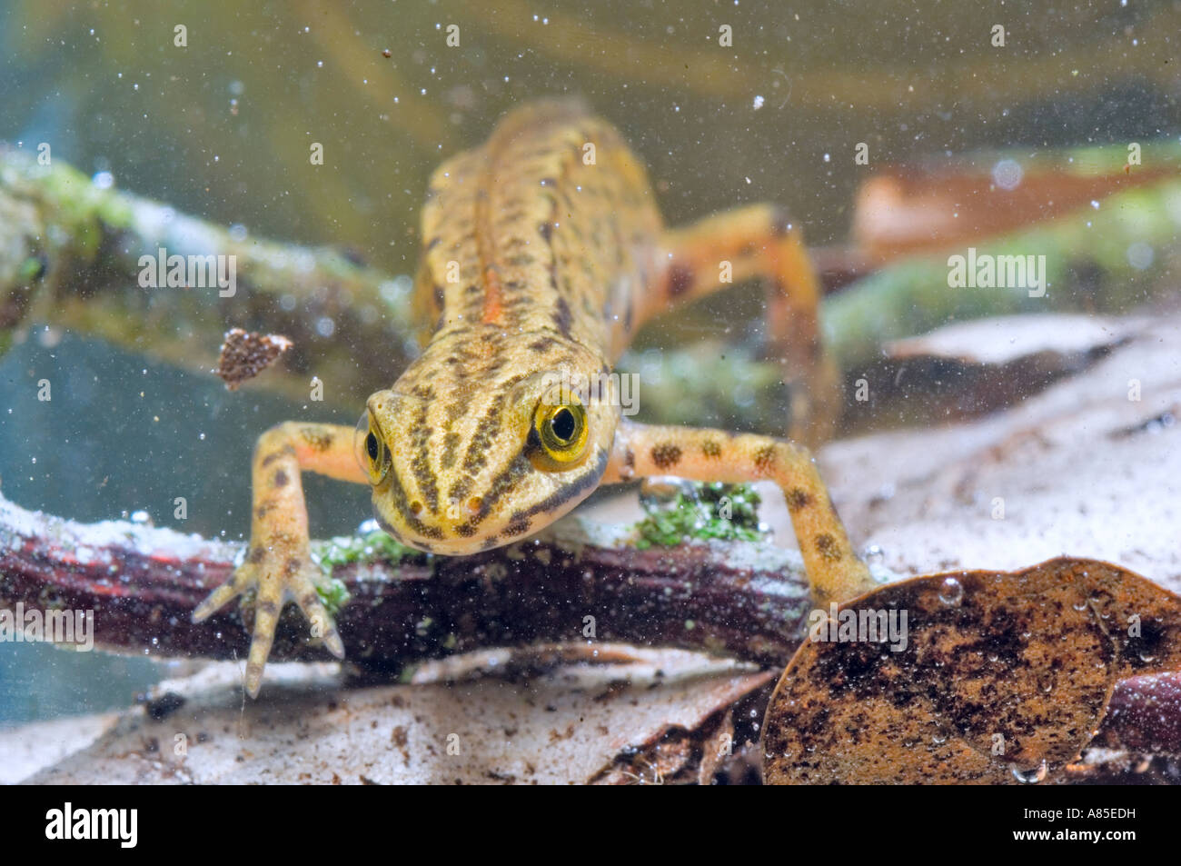 Salamanders and newts hi-res stock photography and images - Alamy