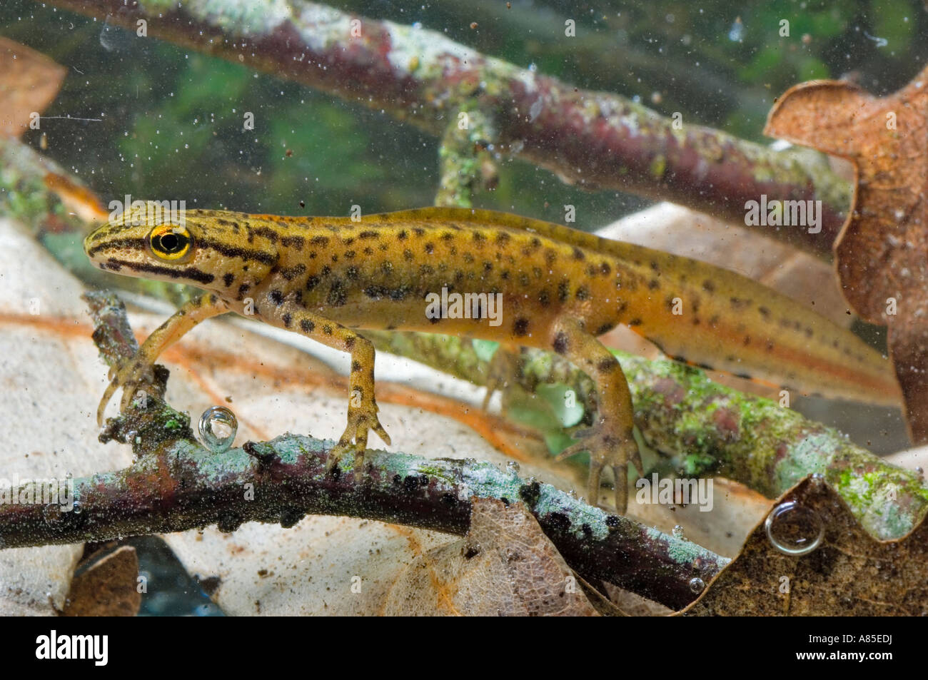 Salamanders and newts hi-res stock photography and images - Alamy
