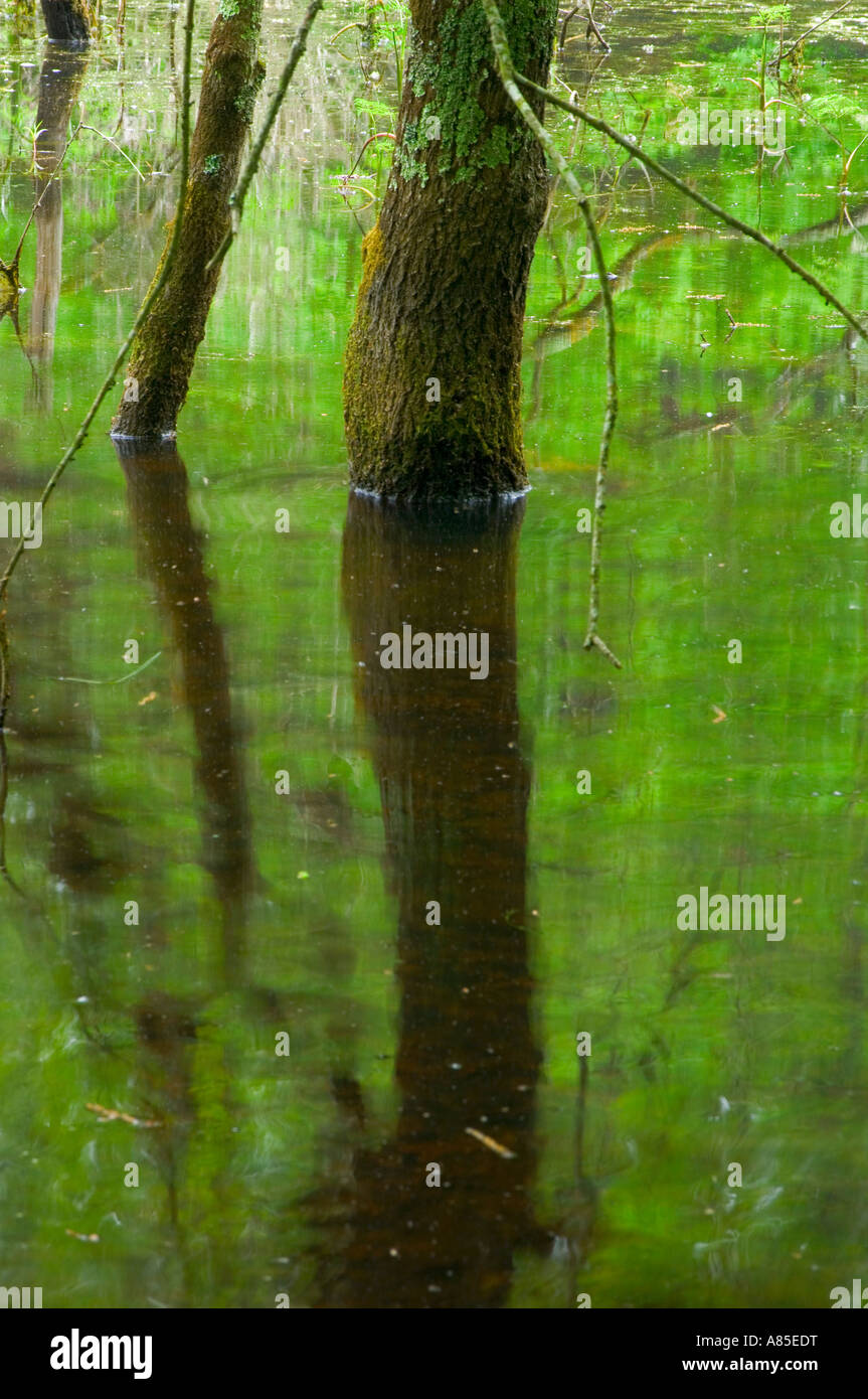 trees and water Stock Photo - Alamy