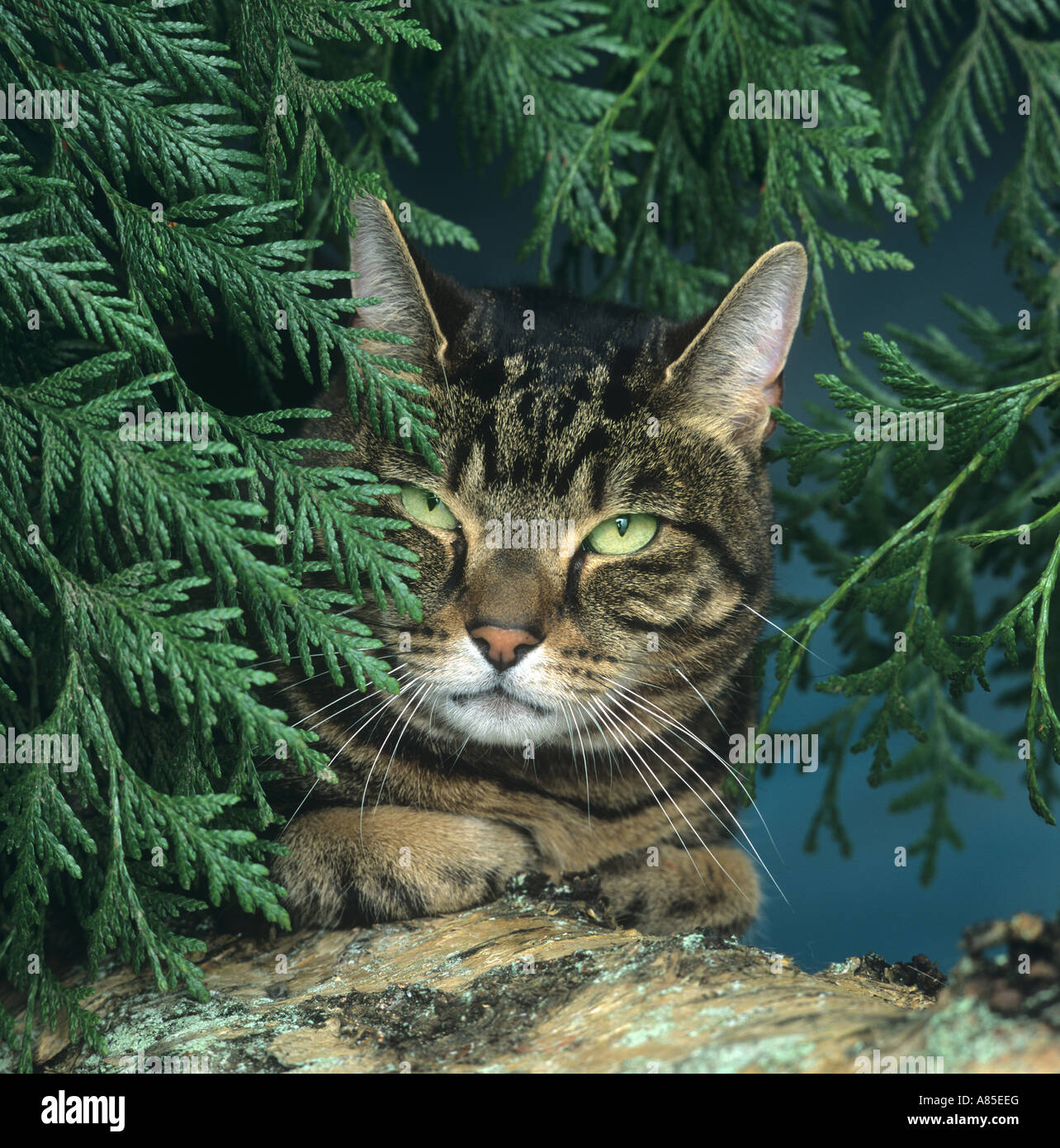 Adult Tabby Cat Portrait Stock Photo - Alamy