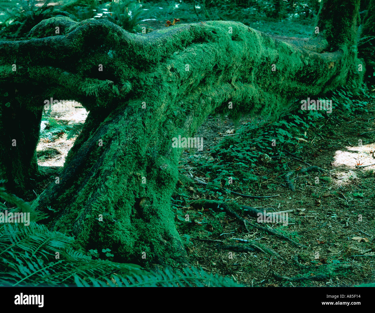 Tree density ecosystem hi-res stock photography and images - Alamy