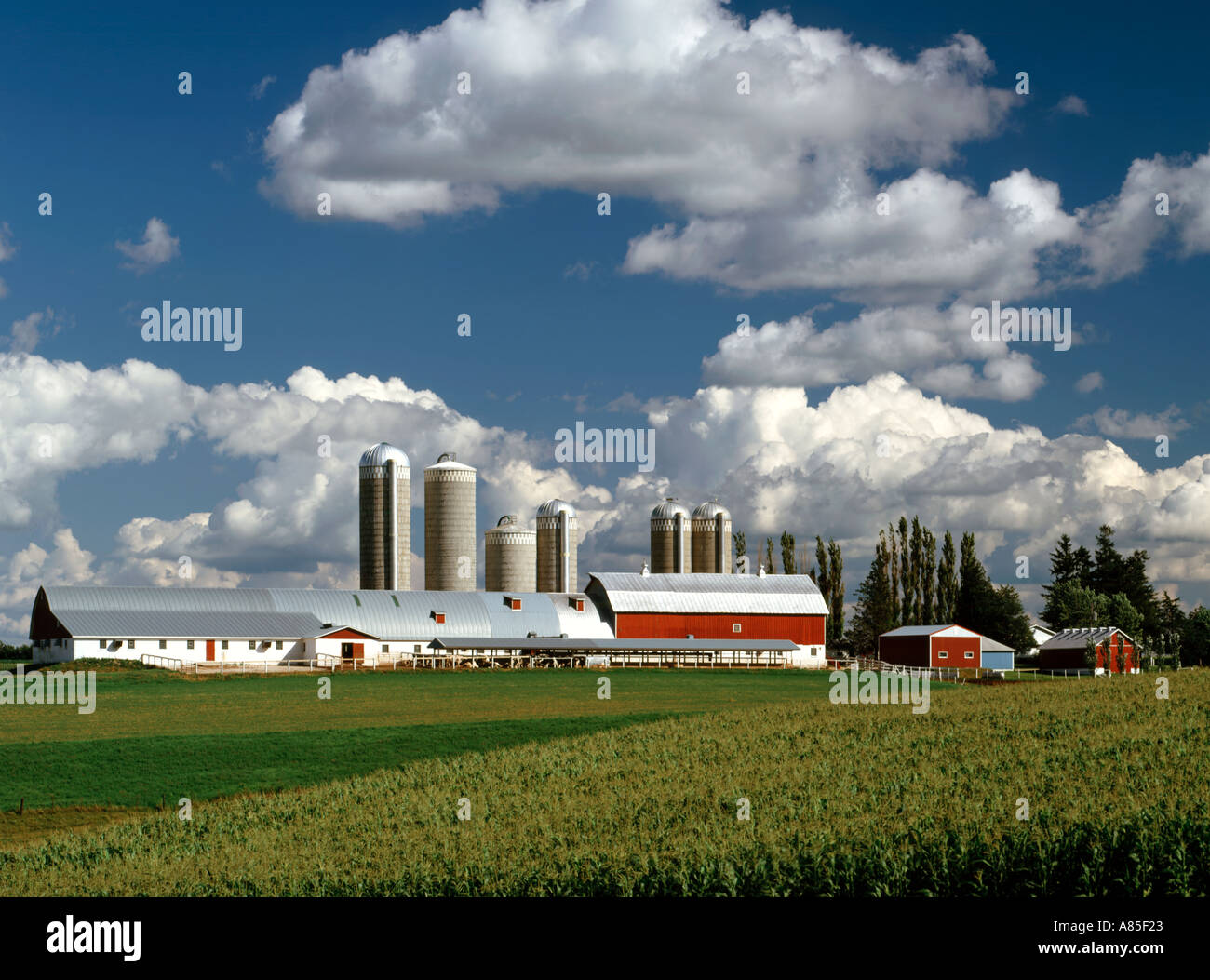 Wisconsin Dairy farm with corn crop in foreground Stock Photo - Alamy