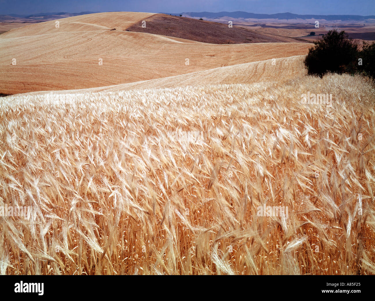 Grainheads hi-res stock photography and images - Alamy
