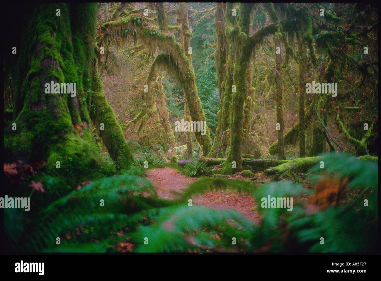 Hoh Valley Olympic Rainforest National Park Stock Photo - Alamy