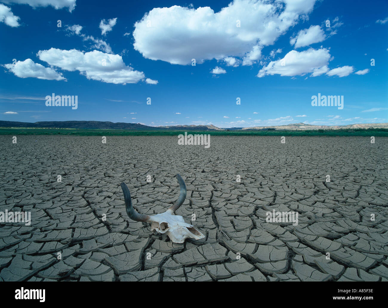 Blow dried cow hi-res stock photography and images - Alamy