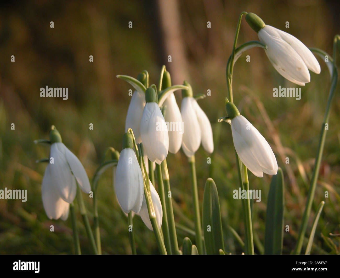 Snow drop snow hi-res stock photography and images - Alamy