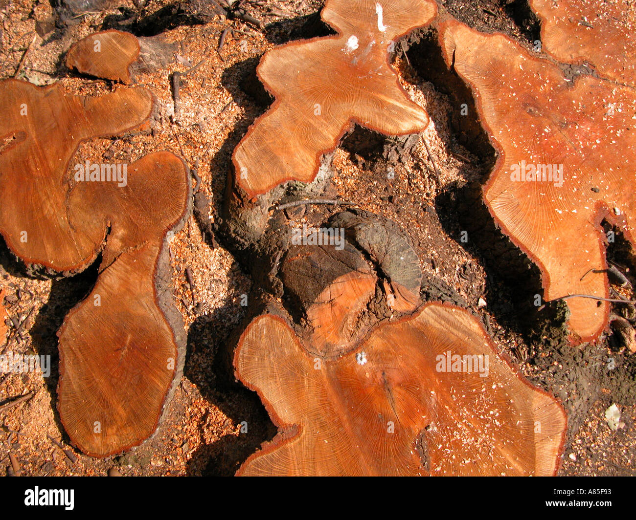 chopped tree remains Stock Photo - Alamy