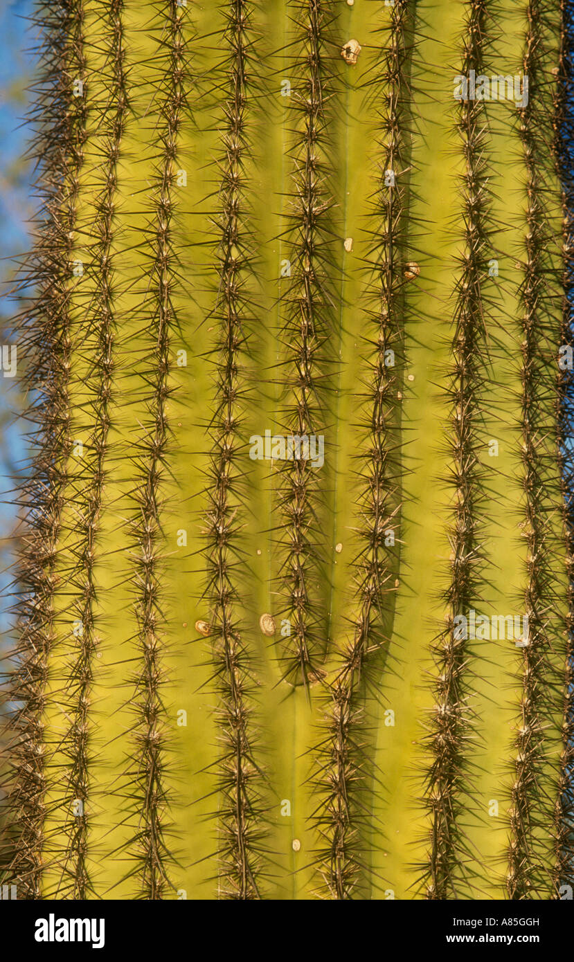 SAGUARO CACTUS TEXTURE BACKGROUND ARIZONA NEW MEXICO USA Stock Photo ...