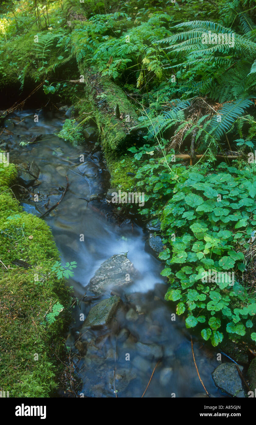 WATER CASCADING WATERFALL RIVER, RAINFOREST, OLYMPIC NATIONAL PARK ...