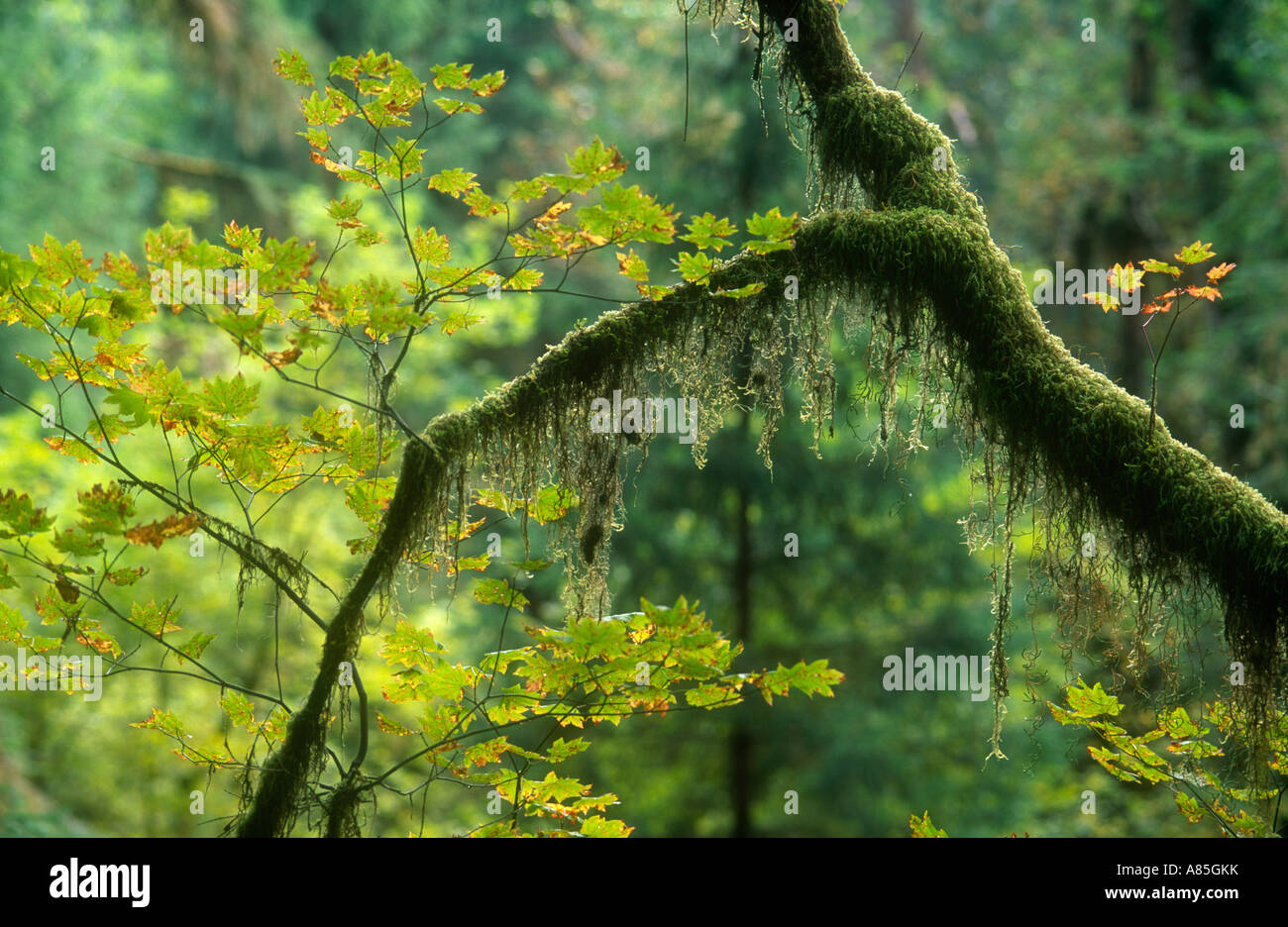 RAINFOREST, OLYMPIC NATIONAL PARK, WASHINGTON STATE, USA Stock Photo ...