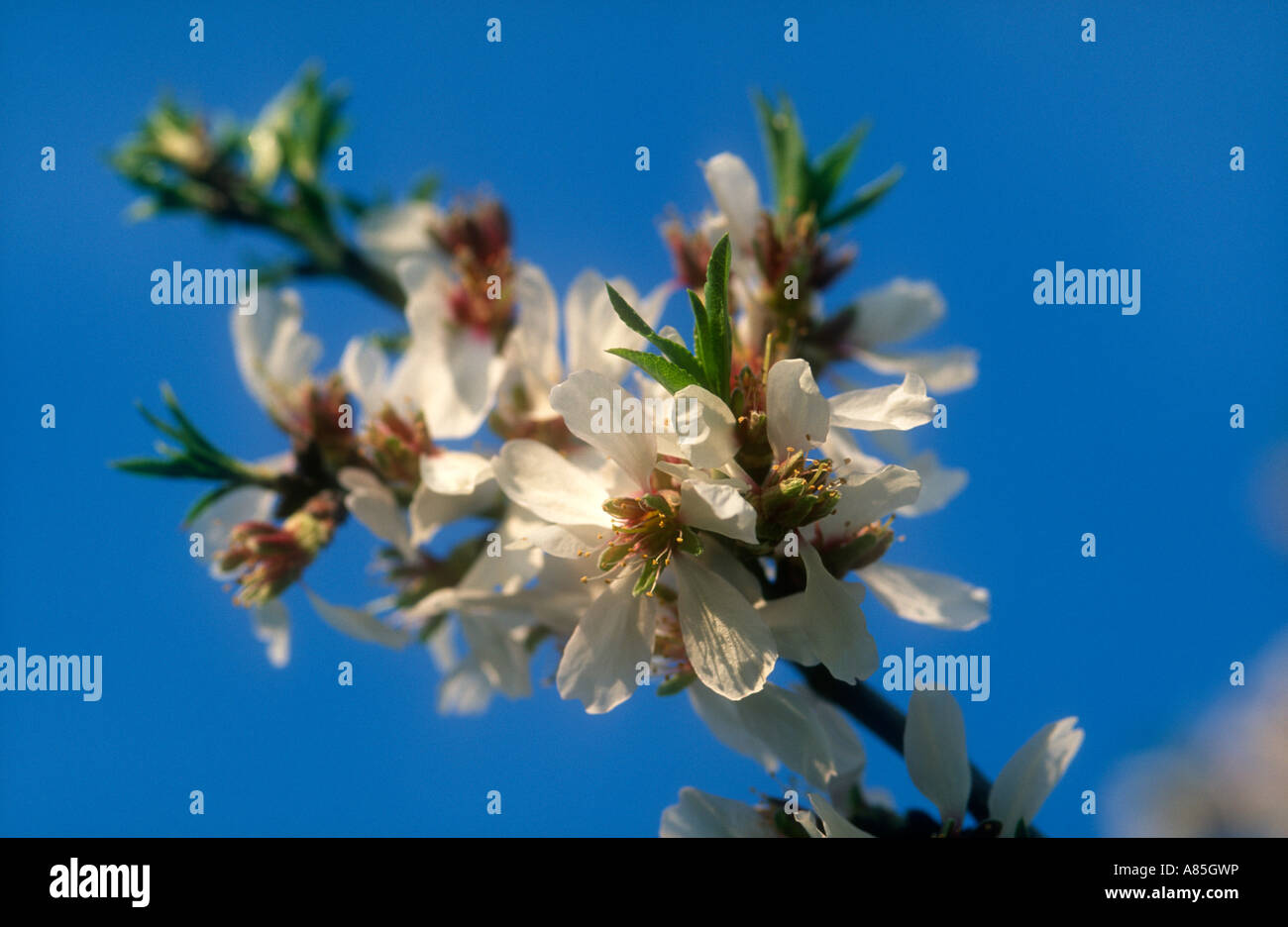 ALMOND TREE FLOWERS PRUNUS COMMUNIS OR DULCIS Stock Photo - Alamy