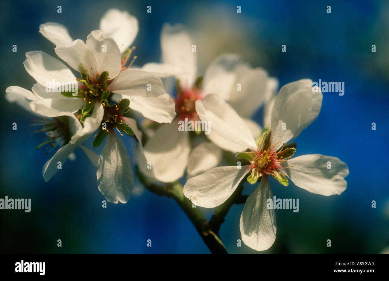 ALMOND TREE FLOWERS PRUNUS COMMUNIS OR DULCIS Stock Photo - Alamy