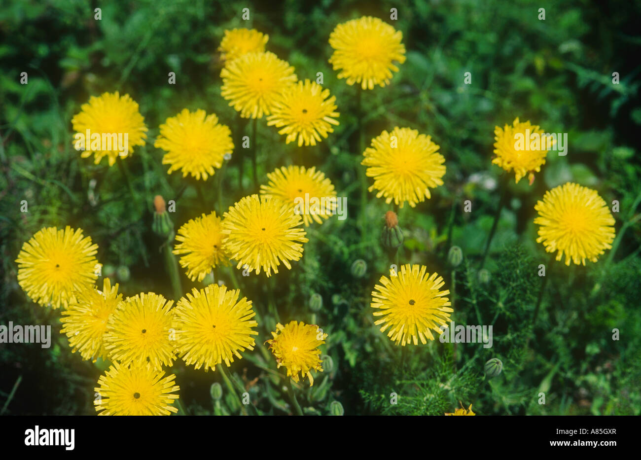 DANDELION YELLOW WILD FLOWERS Stock Photo - Alamy
