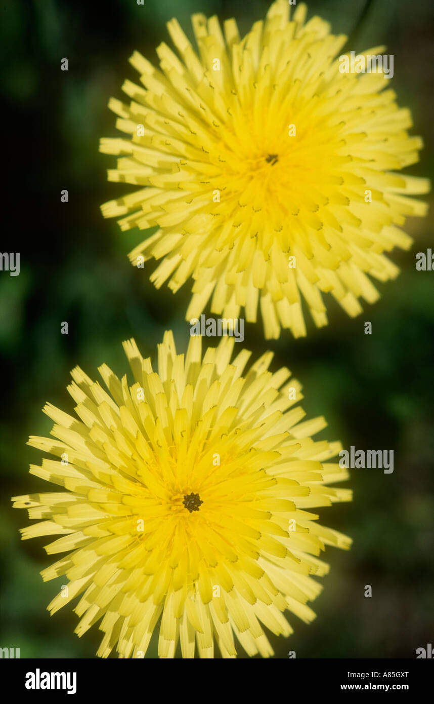 DANDELION YELLOW WILD FLOWERS Stock Photo - Alamy