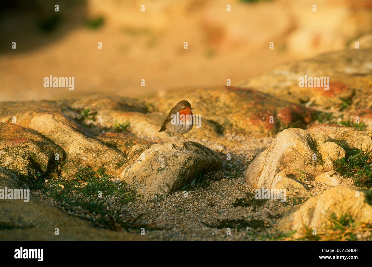 RED SPARROW BIRD Stock Photo - Alamy
