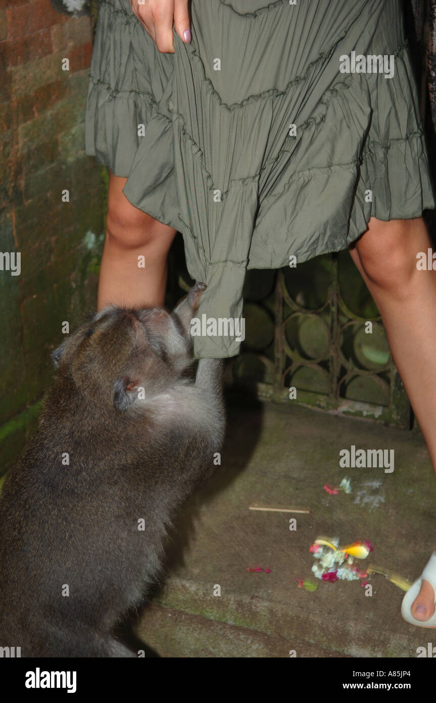 monkey pulling dress Stock Photo - Alamy