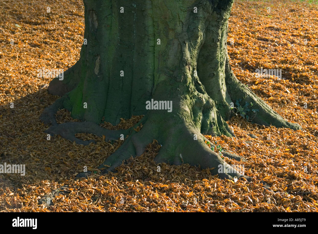 Fallen Beech leaves around base of tree trunk Stock Photo - Alamy