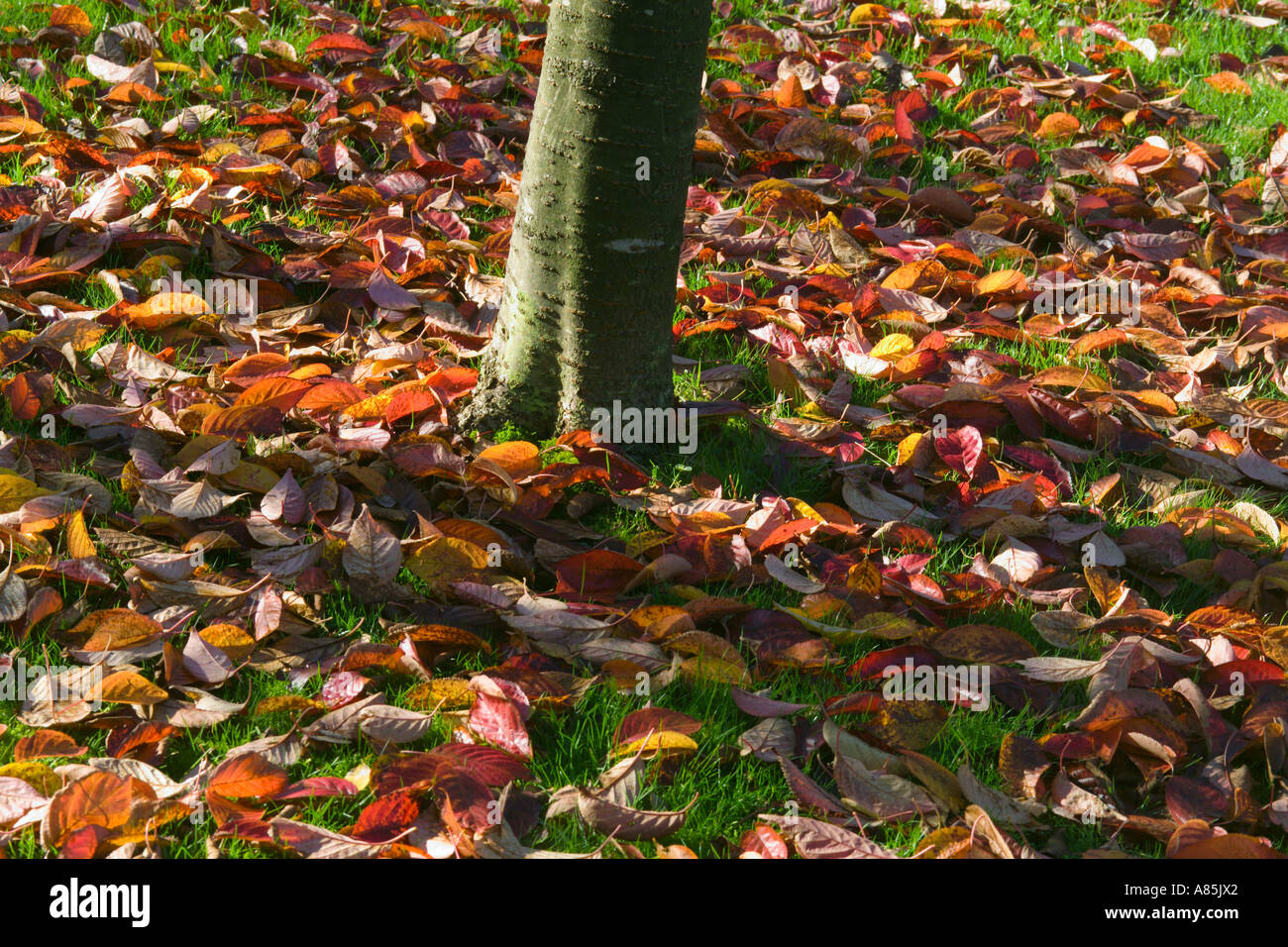 Leaves base hi-res stock photography and images - Alamy