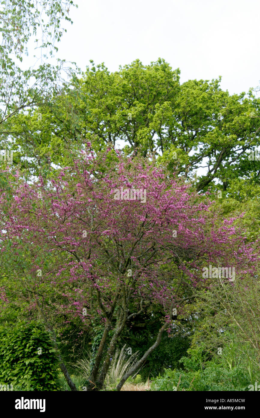 The Judas Tree Cercis siliquastrum and the fresh green foliage of ...