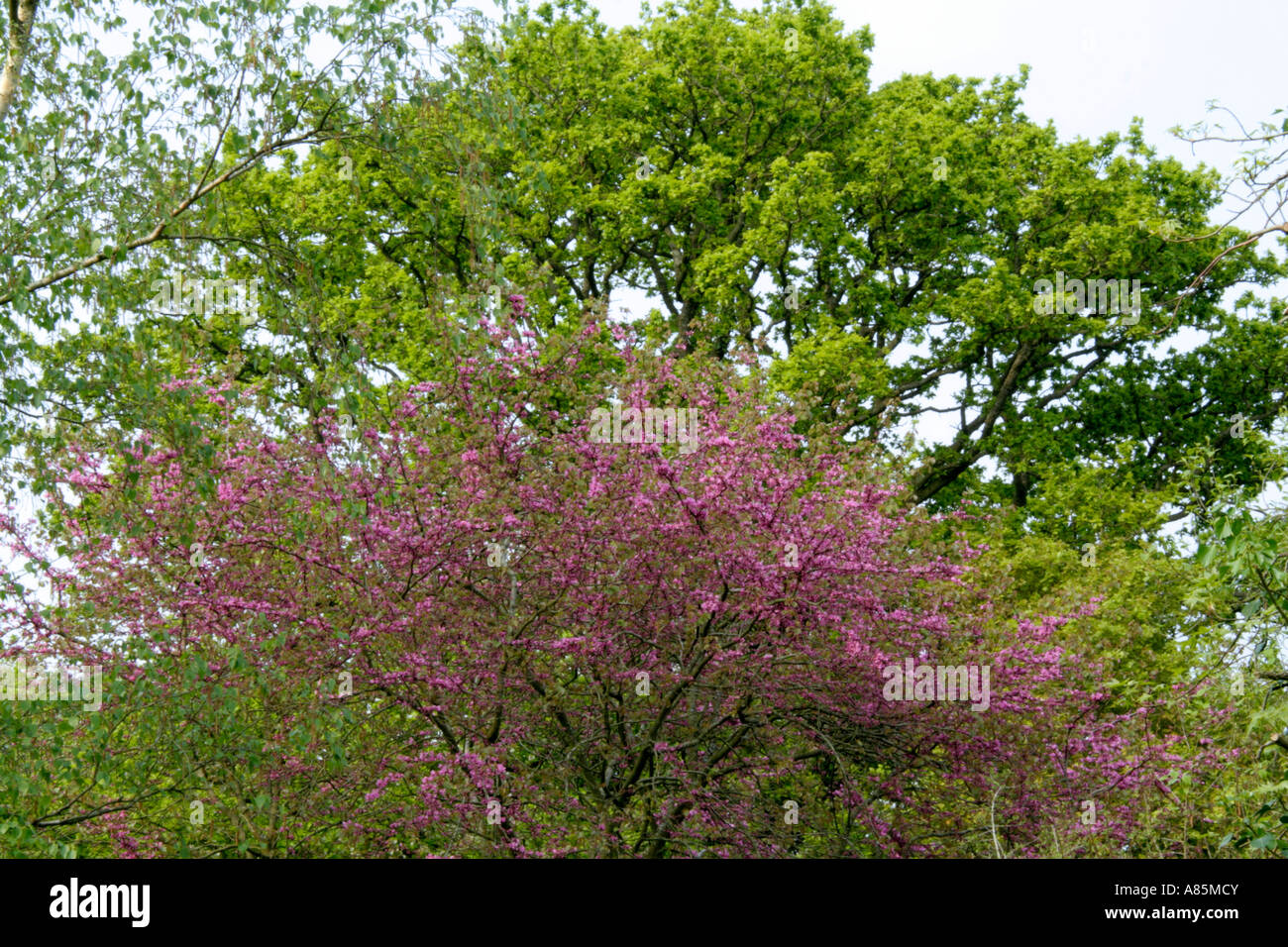 The Judas Tree Cercis siliquastrum and the fresh green foliage of ...