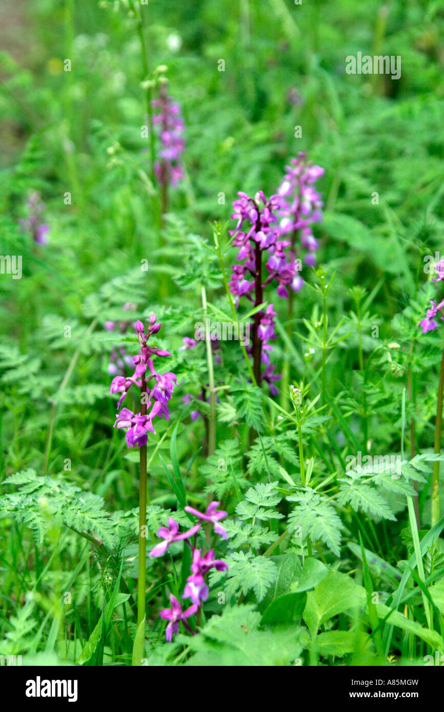 Early purple orchid Orchis mascula on a Devon bank late April Stock ...