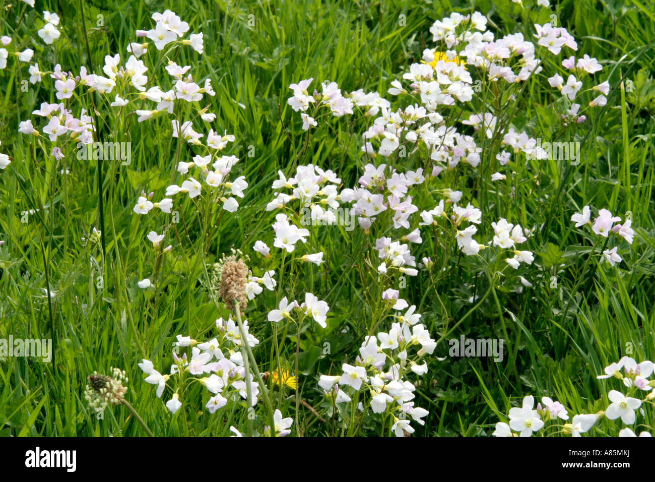 Ladies smock hi-res stock photography and images - Alamy