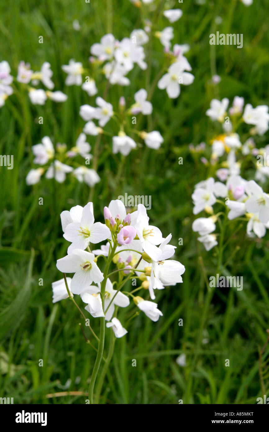 Ladies smock hi-res stock photography and images - Alamy
