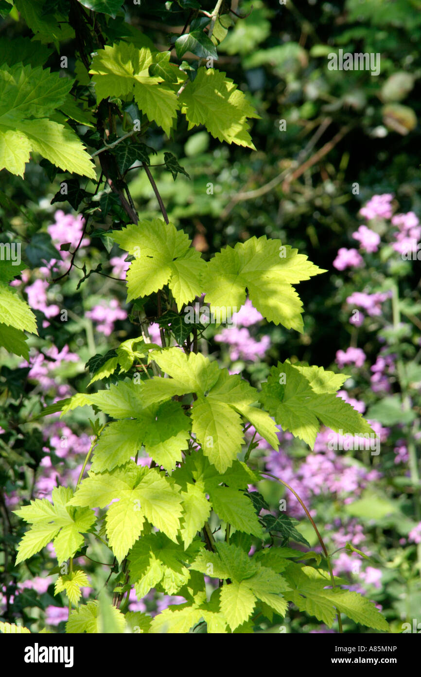 Humulus lupulus aureus climbs centimeteres every day during late spring ...