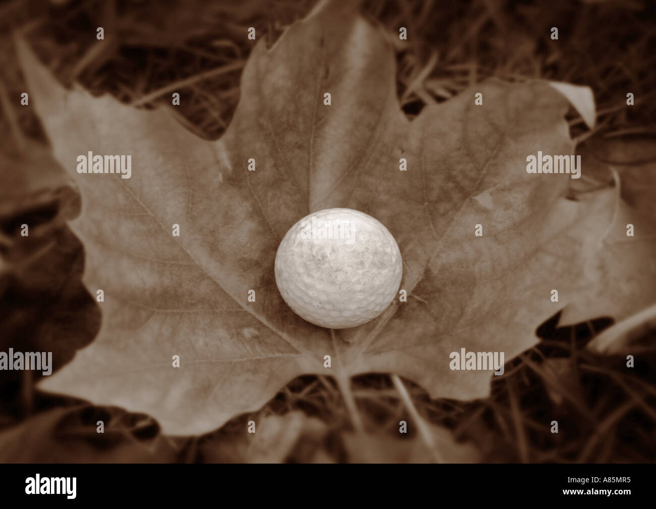 Golf Ball on an Autumn Leaf Stock Photo - Alamy