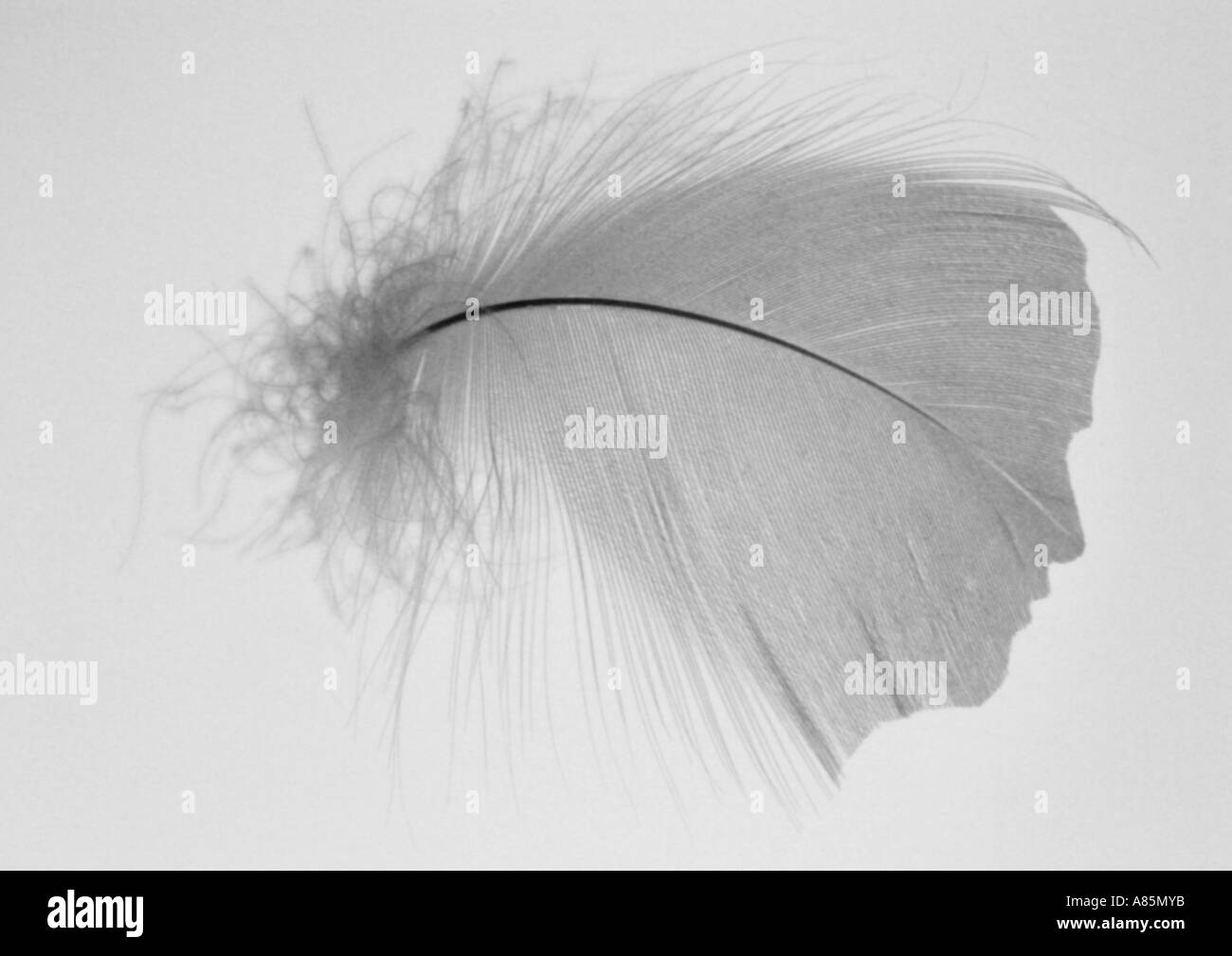 Single Feather Face (White Stock Photo - Alamy