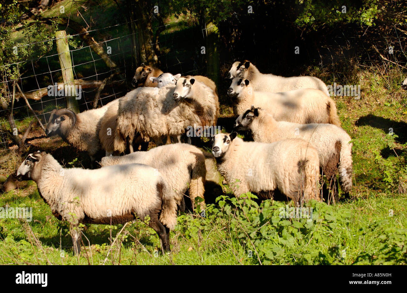 Wales sheep farm agri hi-res stock photography and images - Alamy