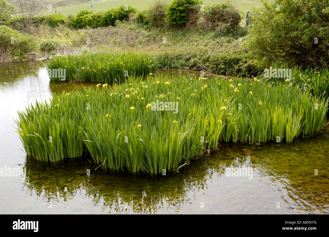 Duck and reeds hi-res stock photography and images - Alamy