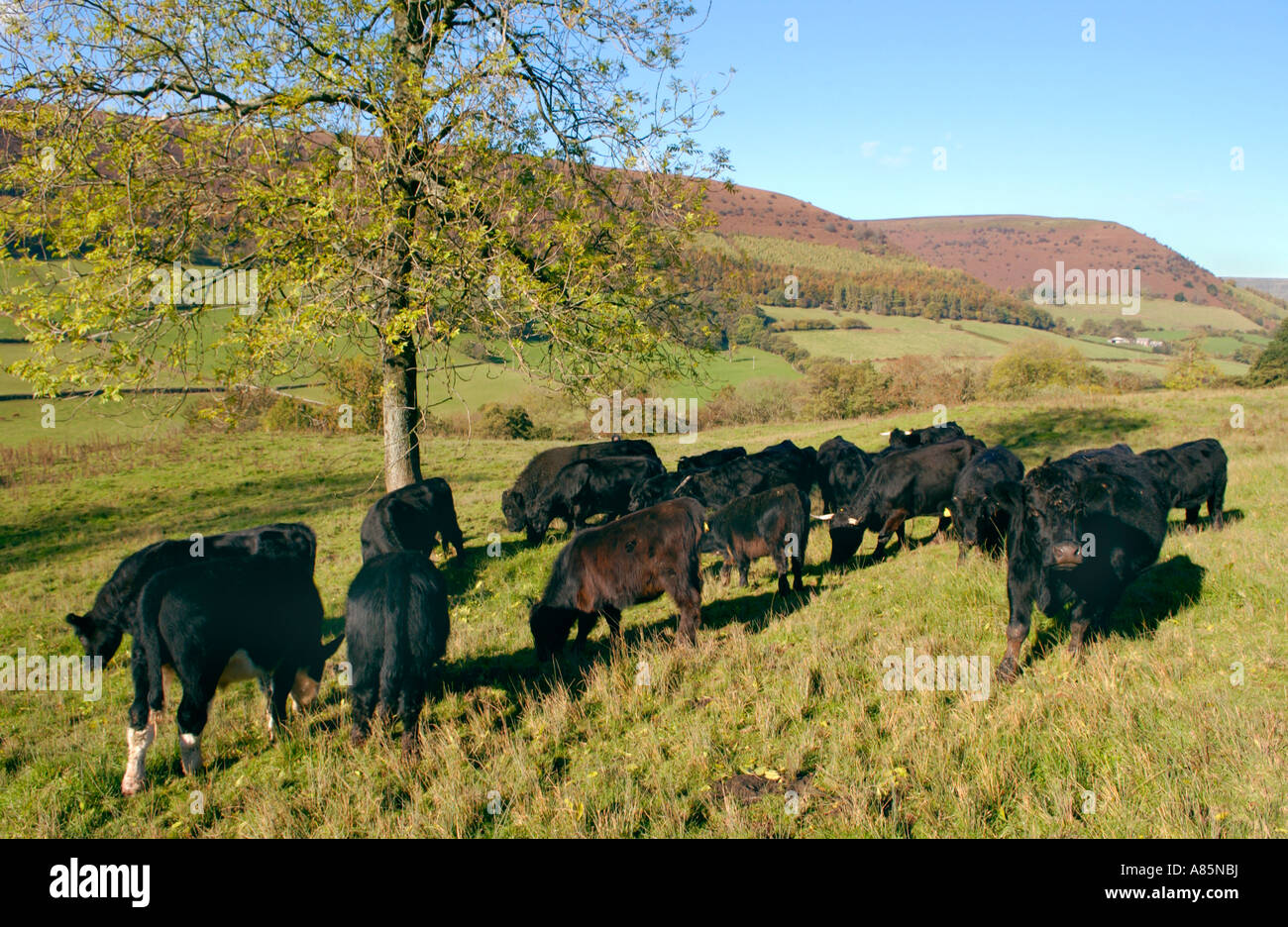 Welsh Black cattle grazing grass pasture on biodynamic organic farm at ...