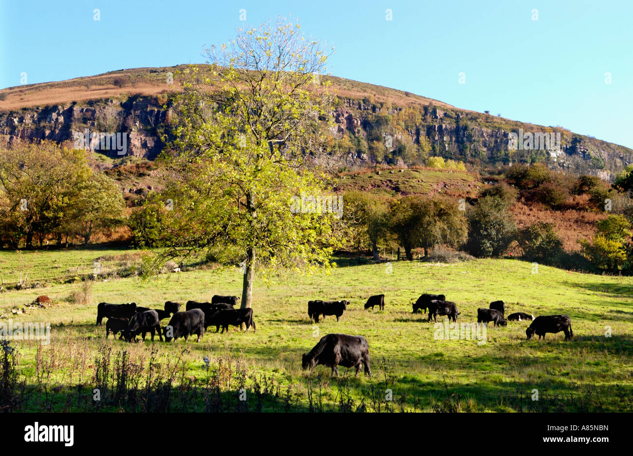 Black welsh cattle hi-res stock photography and images - Alamy