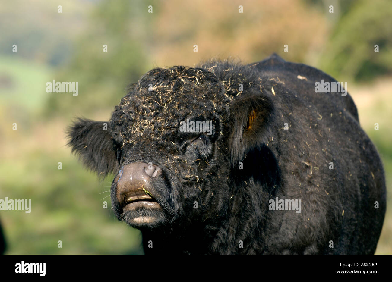 Welsh Black cattle grazing grass pasture on biodynamic organic farm at ...