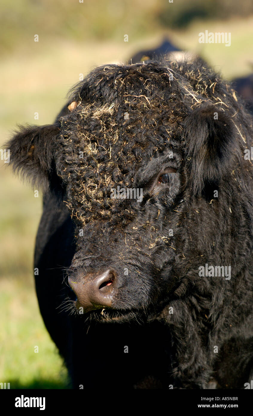Welsh black beef hi-res stock photography and images - Alamy