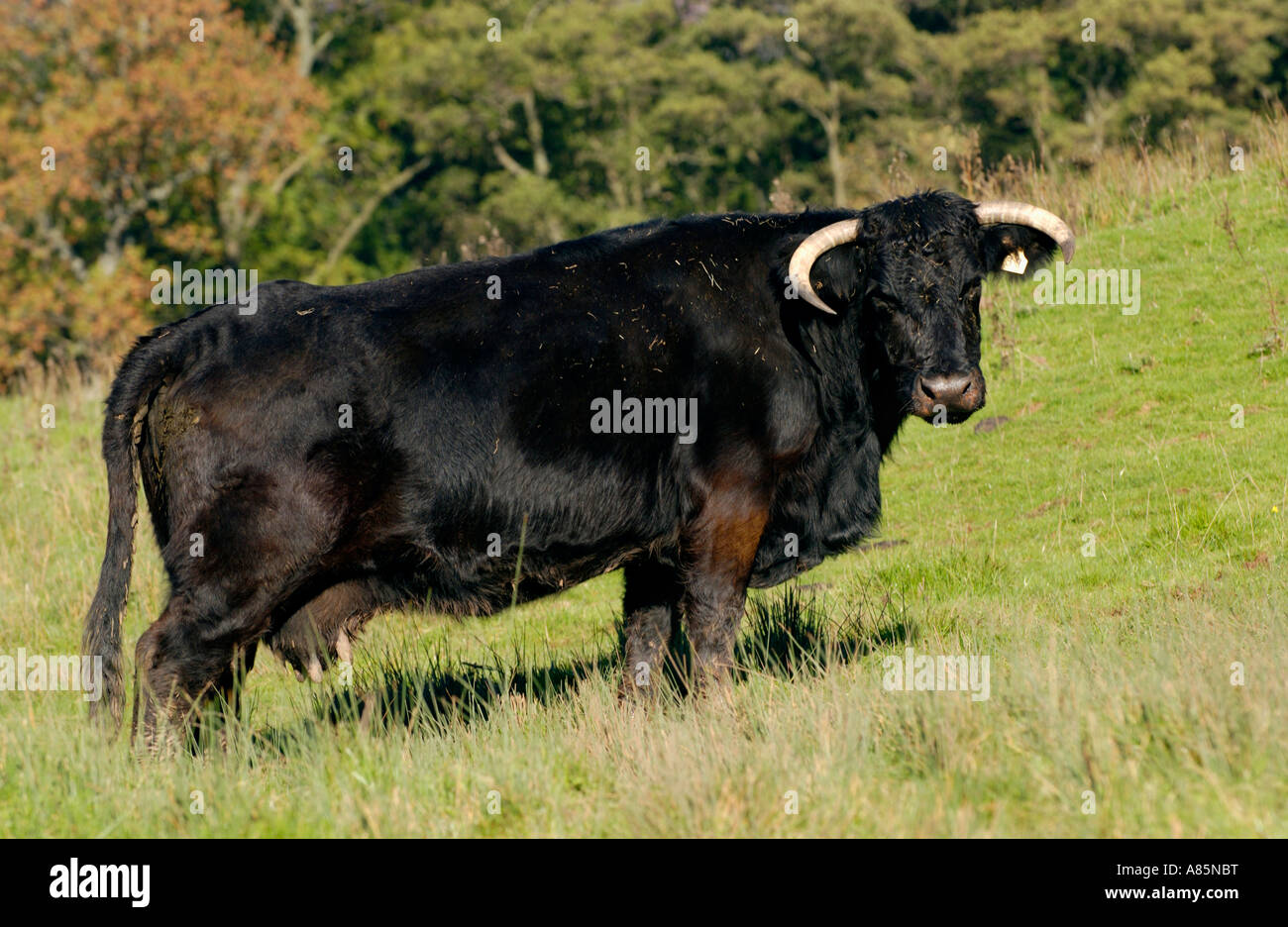 Black welsh cattle hi-res stock photography and images - Alamy