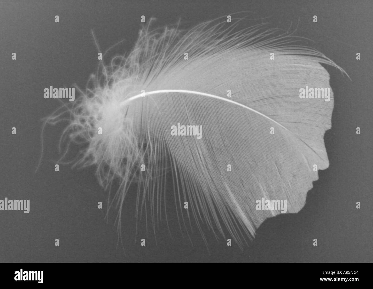 Feather touch Black and White Stock Photos & Images - Alamy