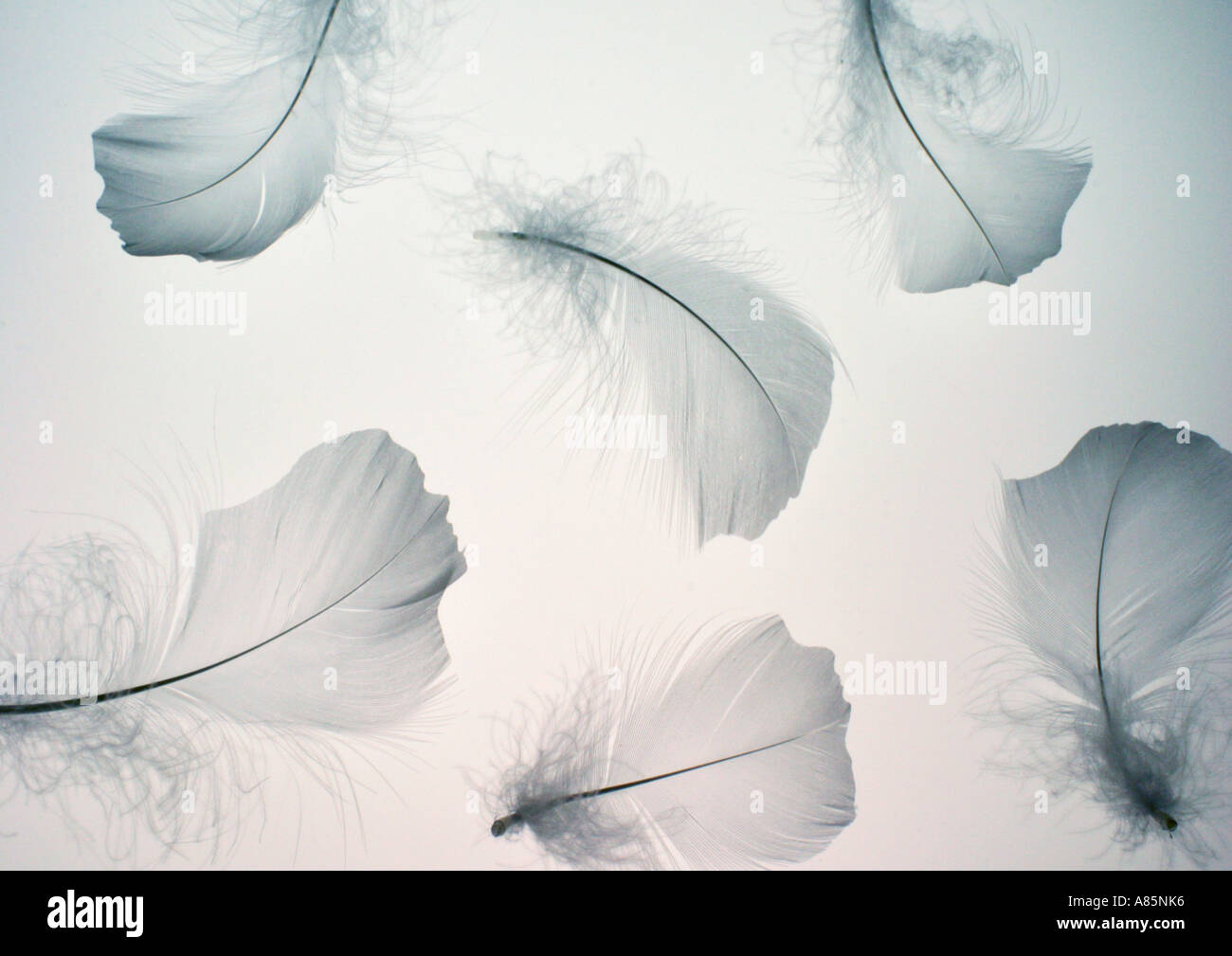 Feather touch hi-res stock photography and images - Alamy