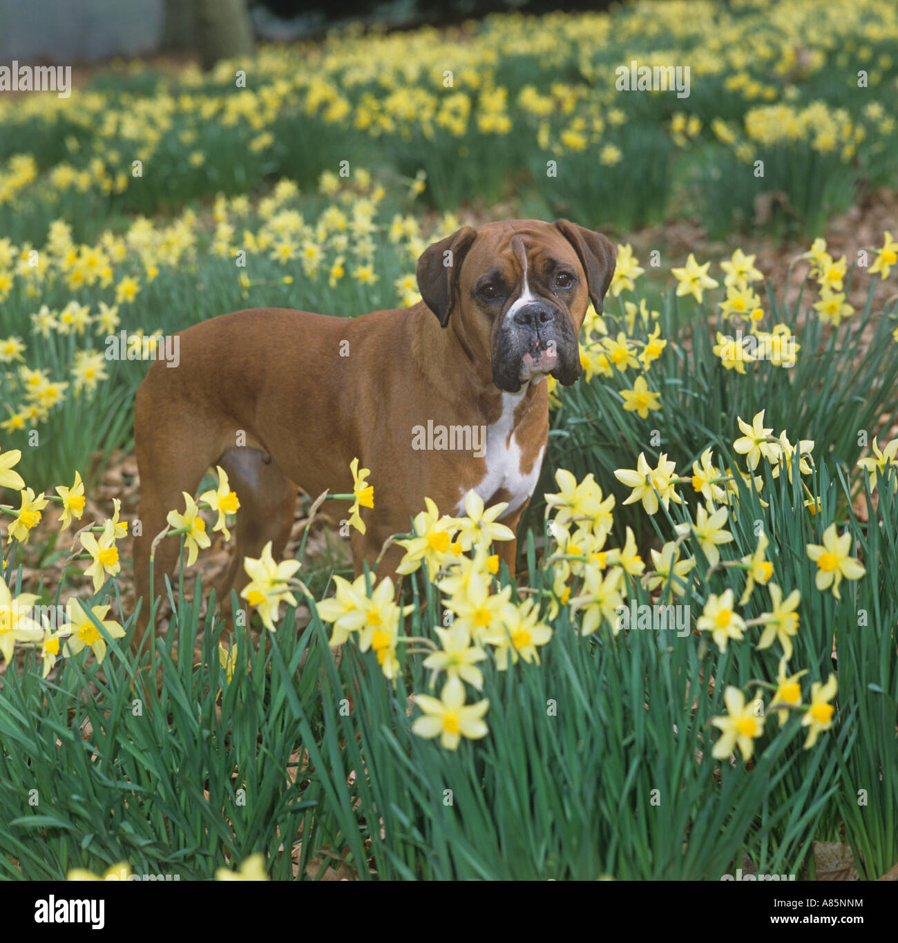 Boxer Dog in Daffodils Stock Photo - Alamy