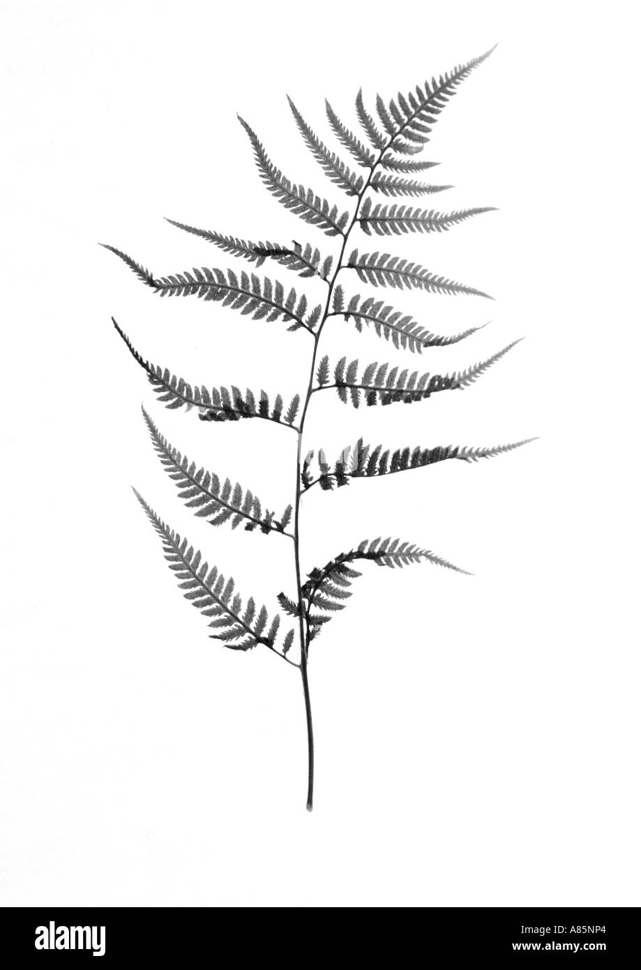 Single Dry Pressed Fern (BW Stock Photo - Alamy