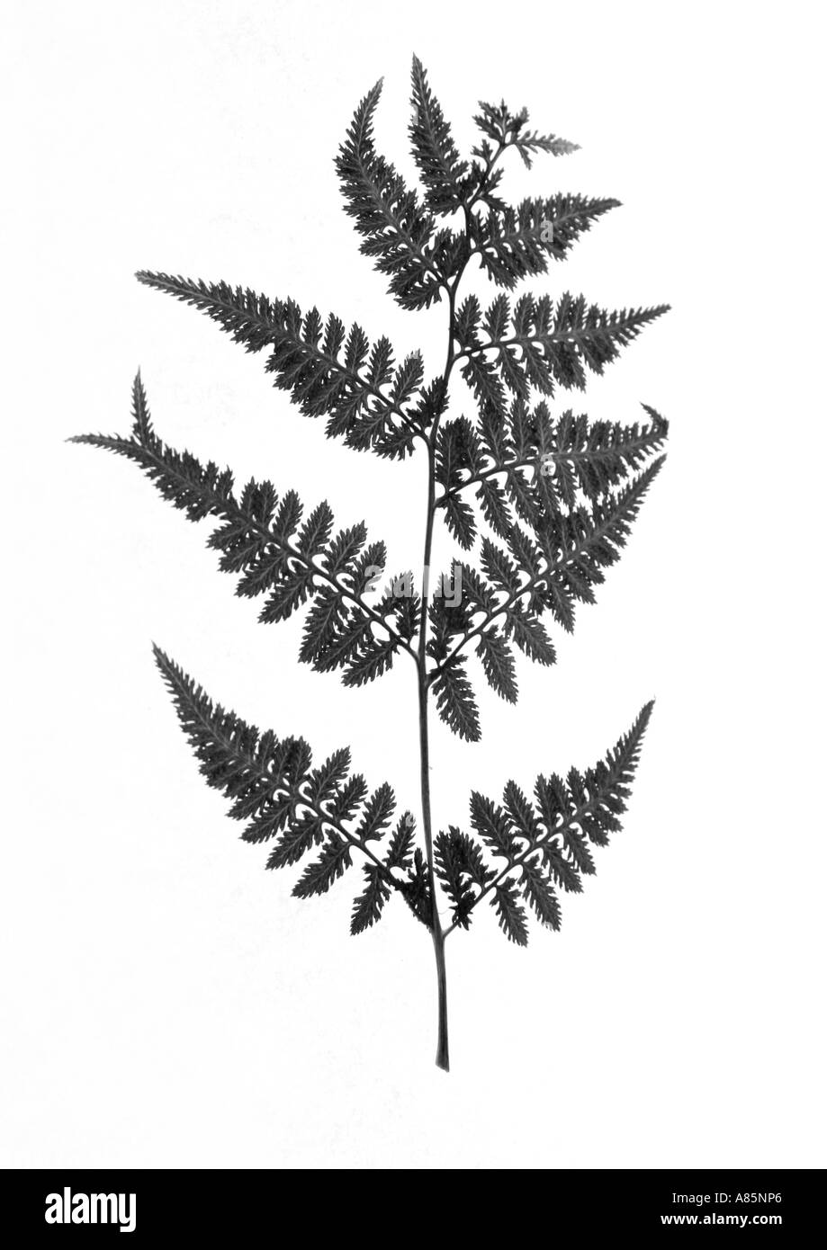 Delicate fern leaf Cut Out Stock Images & Pictures - Alamy