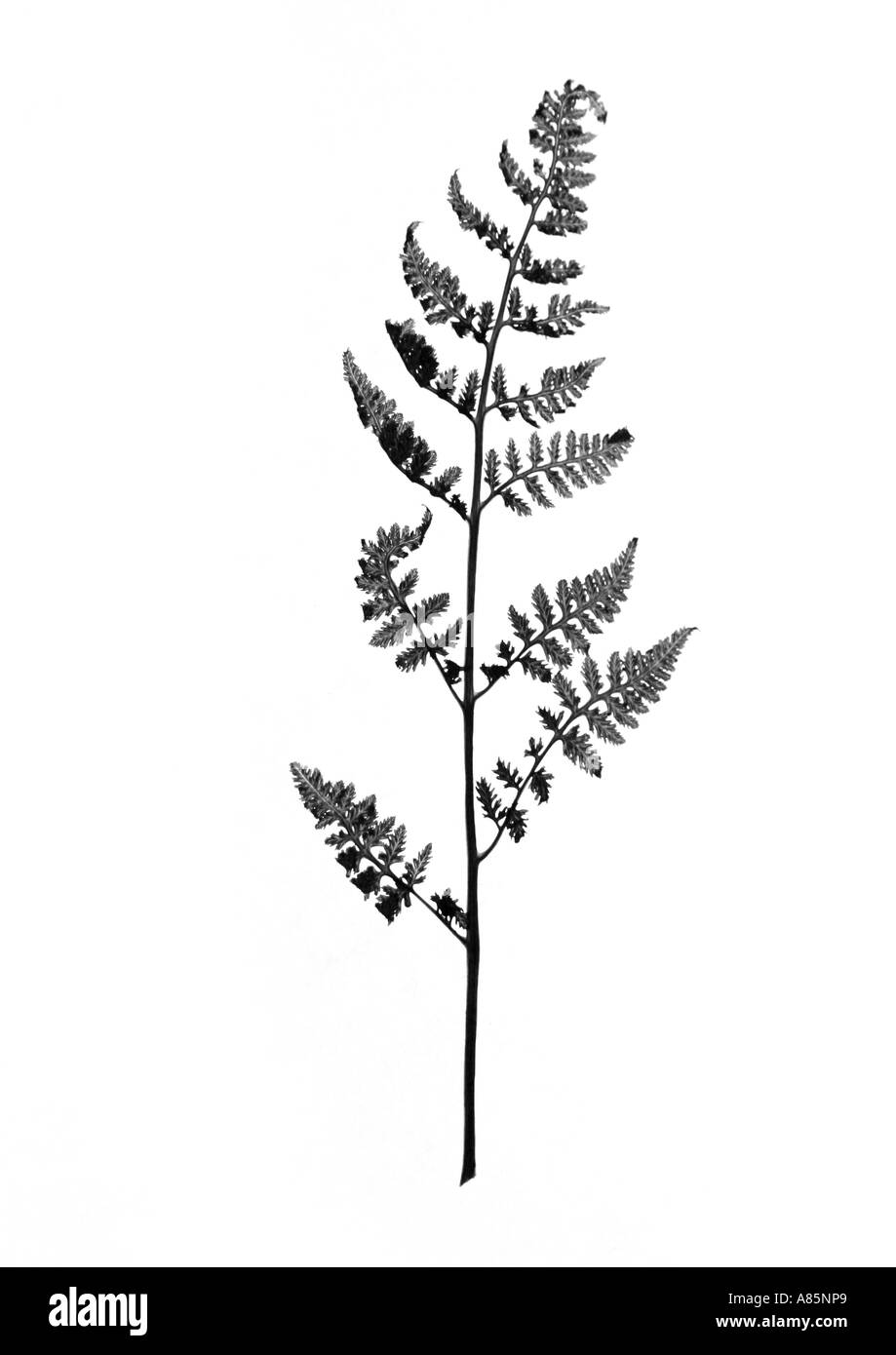 Japanese painted fern pot hi-res stock photography and images - Alamy