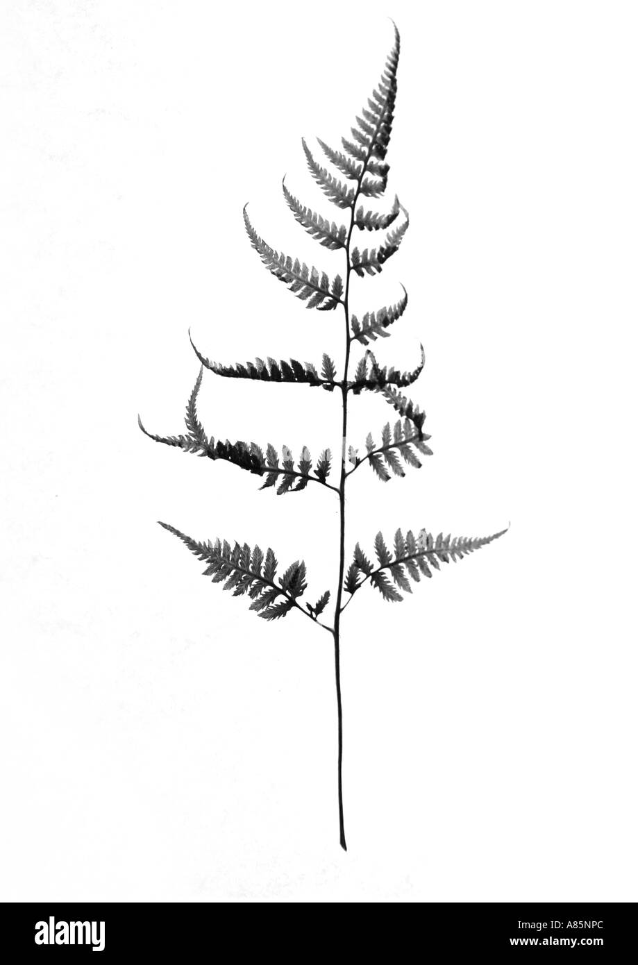Single Japanese Painted Fern (BW Stock Photo - Alamy