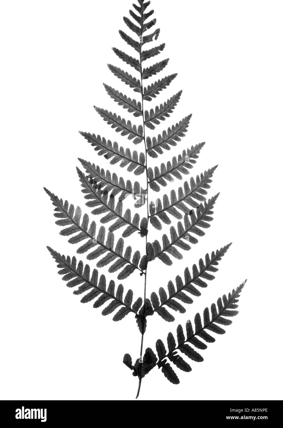 Alkaline ph Black and White Stock Photos & Images - Alamy